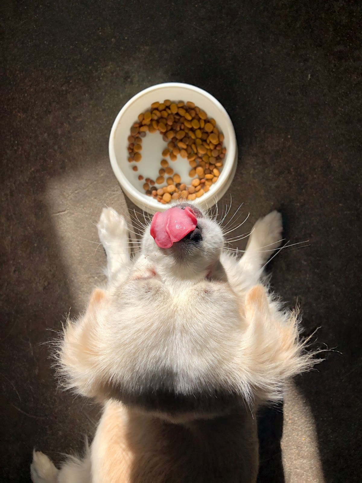 Anorexia in Animals: A Guide for Pet Owners - Cloud Peak Veterinary ...