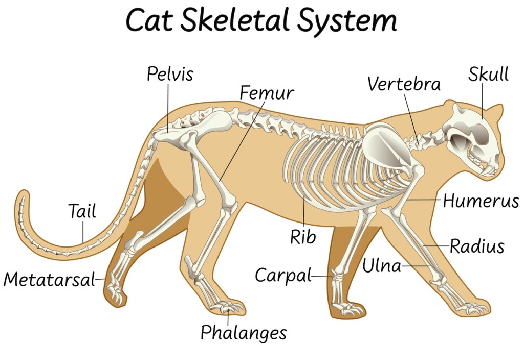 Understanding, Treating, and Preventing Feline Tail Pull Injuries ...